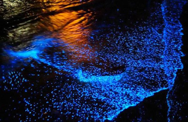 Half Day Tour - Starfish Point Beach & Bioluminescent Bay • CayTours