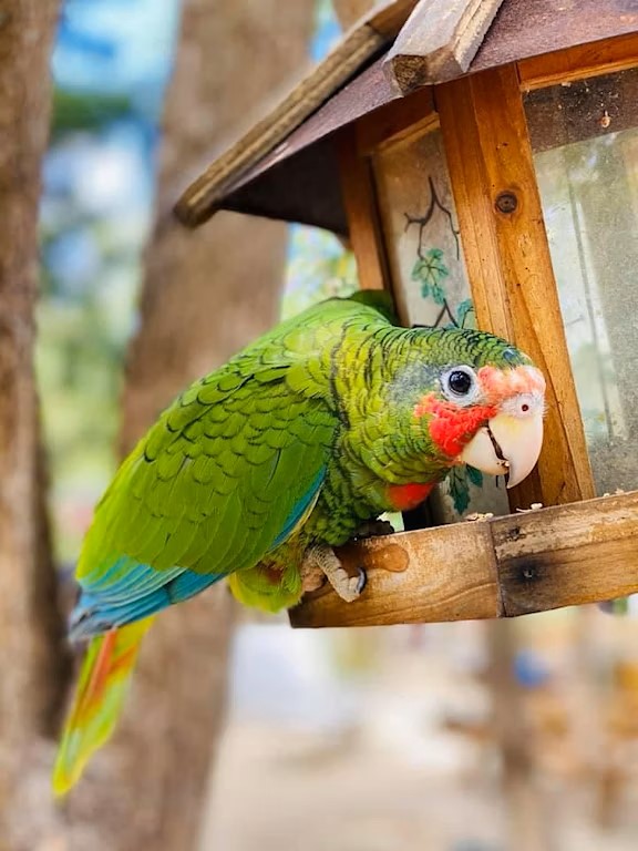 Cayman Parrot Sanctuary • CayTours